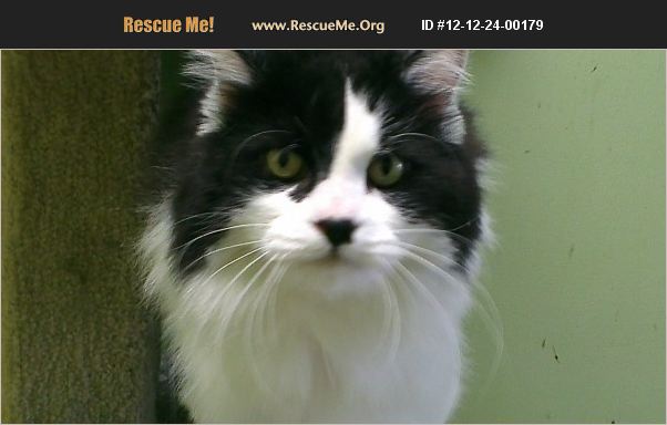 URGENT! Cat in desperate need of adoption. - Tumbex