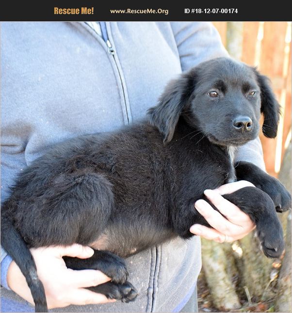 Flat Coat Retriever Rescue
