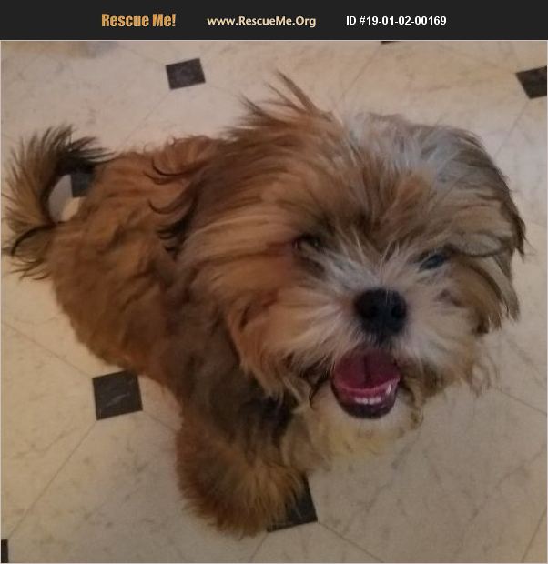 Adopt 19010200169 ~ Shih Tzu Rescue ~ Loveland Co