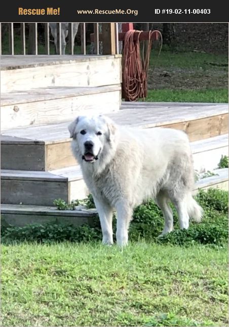 Great Pyrenees Rescue Florida