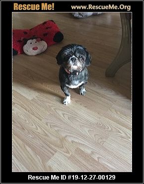 - North Carolina Shih Tzu Rescue - ADOPTIONS - Rescue Me!