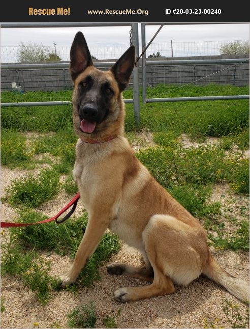 Belgian Malinois Rescue Az