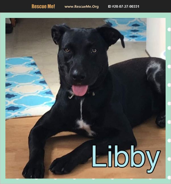 ADOPT 20072700331 ~ Lab Rescue ~ Elburn, IL