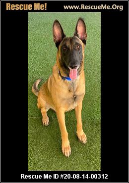 Belgian Malinois Rescue Arizona