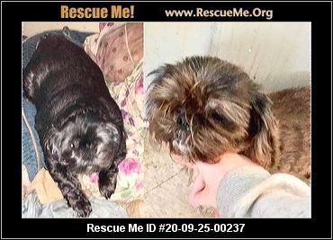 - North Carolina Shih Tzu Rescue - ADOPTIONS - Rescue Me!