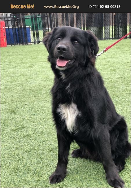 Flat Coat Retriever Rescue