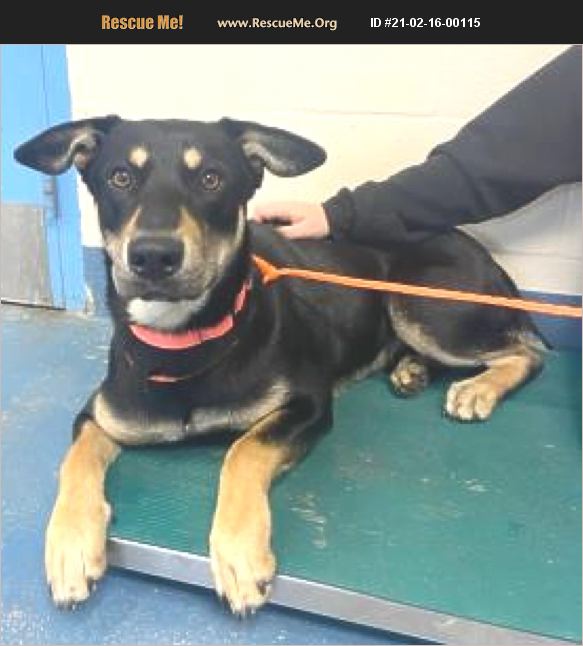 ADOPT 21021600115 Rottweiler Rescue Inverness FL adopt-21021600115-rottweiler-rescue-inverness-fl