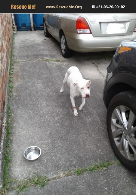 ADOPT 21032000102 Pit Bull Rescue Lafayette LA adopt-21032000102-pit-bull-rescue-lafayette-la