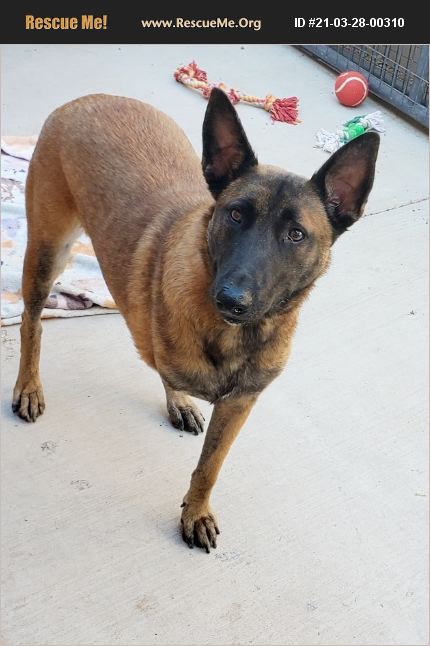 Belgian Malinois Rescue Arizona