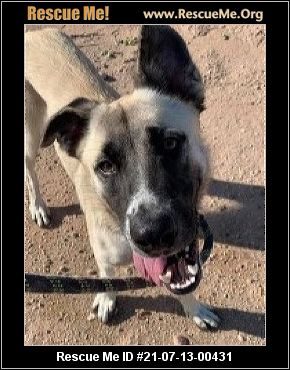 Belgian Malinois Rescue Az