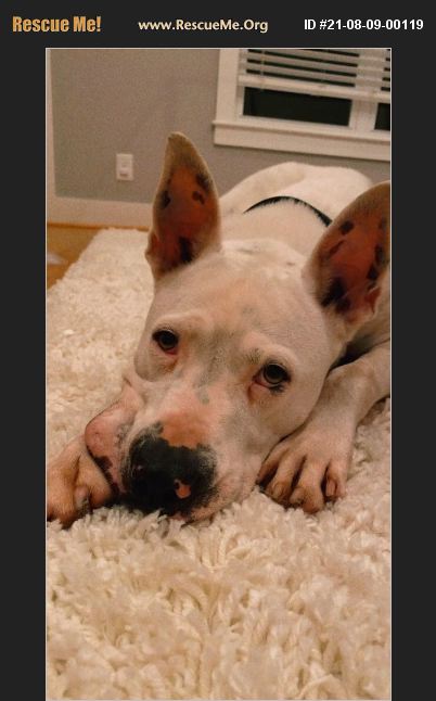 adopt-21080900119-white-shepherd-rescue-bartlett-tn