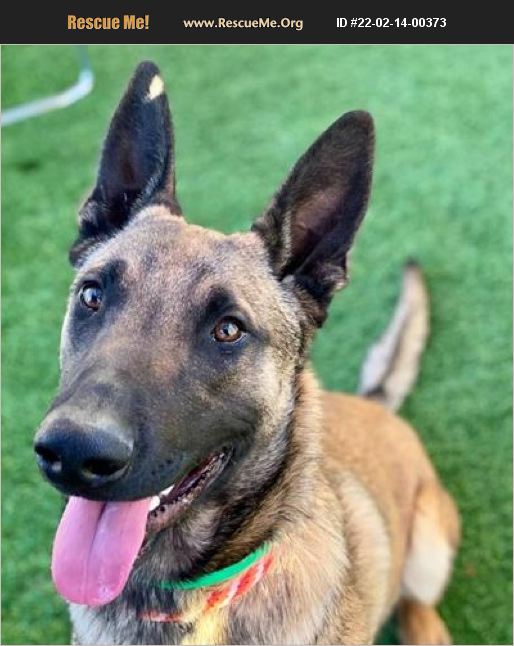 Belgian Malinois Rescue Az 1