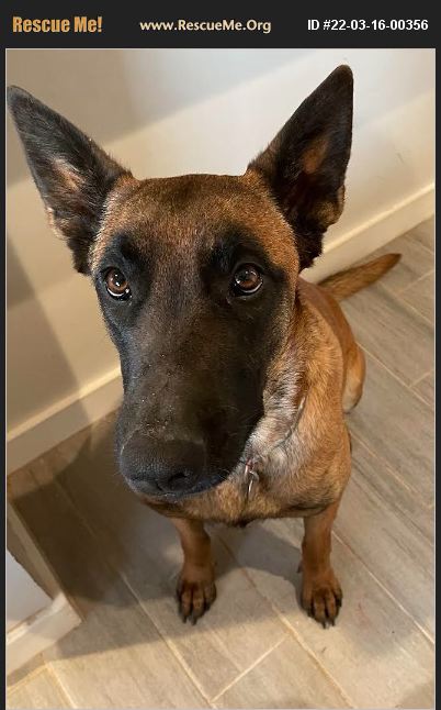 Belgian Malinois Rescue Az 1