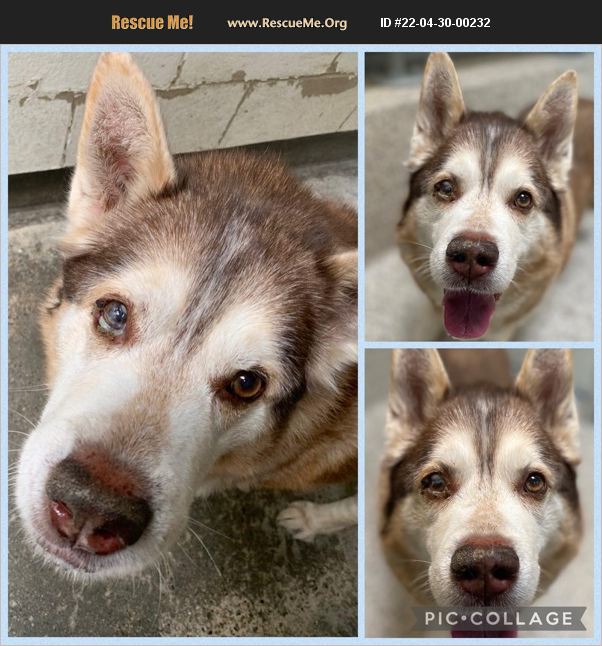 ADOPT 22043000232 ~ Siberian Husky Rescue ~ Los Angeles County, CA