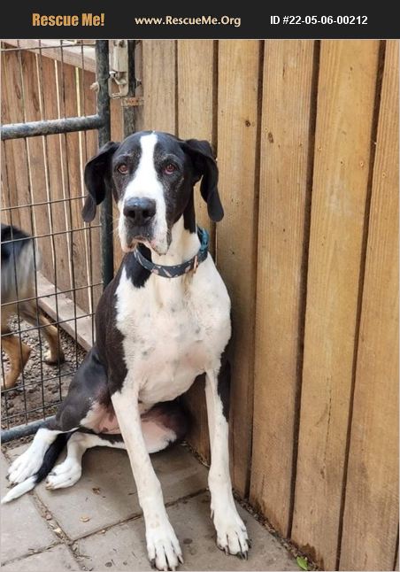 Great Dane Rescue San Antonio
