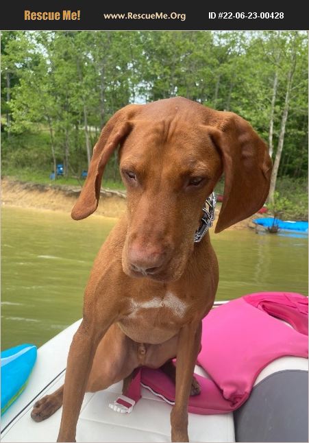 ADOPT 22062300428 Vizsla Rescue Louisville KY adopt-22062300428-vizsla-rescue-louisville-ky