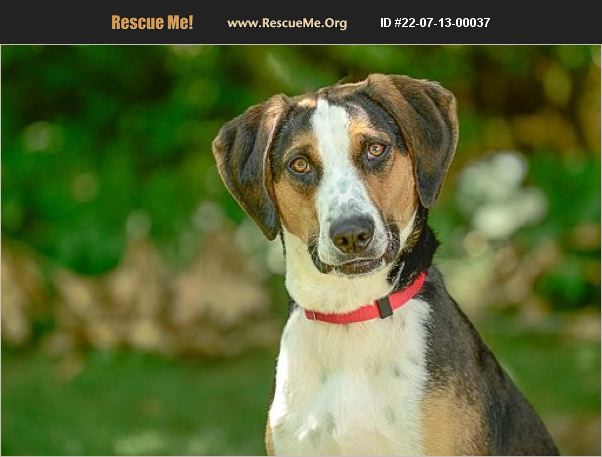 Treeing Walker Coonhound Rescue