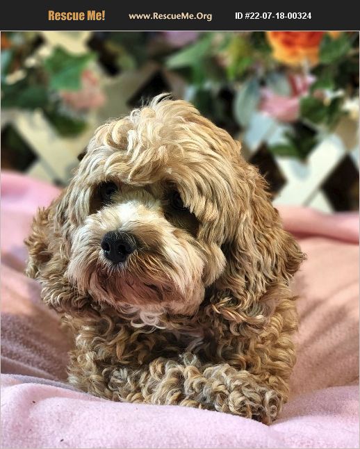 ADOPT 22071800324 ~ Cockapoo Rescue ~ Bon Carbo, CO