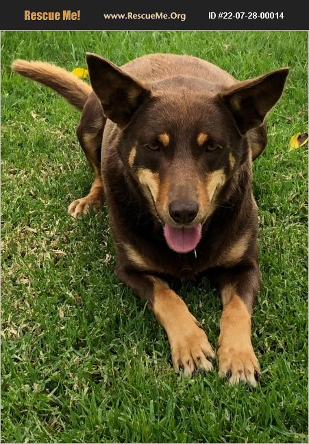 ADOPT 22072800014 ~ Australian Kelpie Rescue ~ Moss Vale,