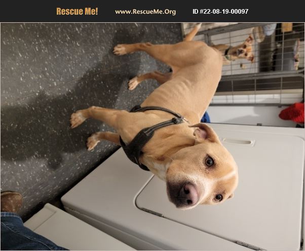 ADOPT 22081900097 Pit Bull Rescue Trinidad CO