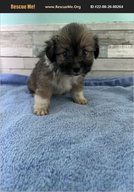 Adopt 22082600264 ~ Shih Tzu Rescue ~ Carey Oh