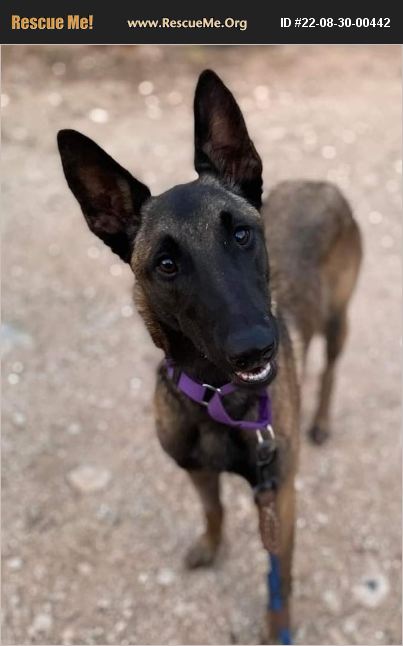 Belgian Malinois Rescue Az