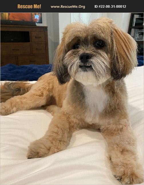 ADOPT 22083100012 ~ Lhasa Apso Rescue ~ redding, CA