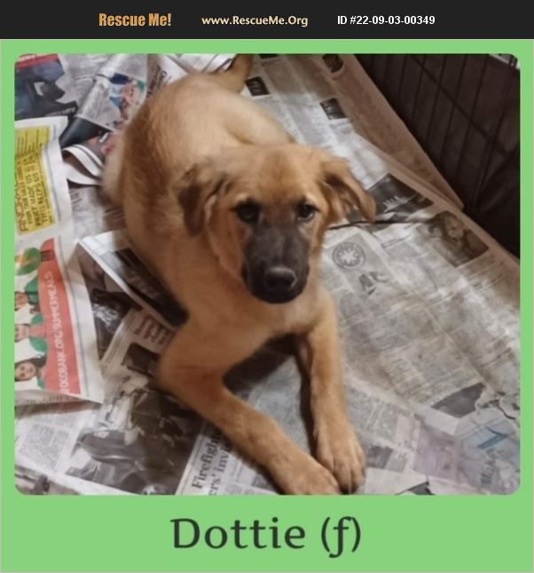 ADOPT 22090300349 ~ German Shepherd Rescue ~ Williston, VT