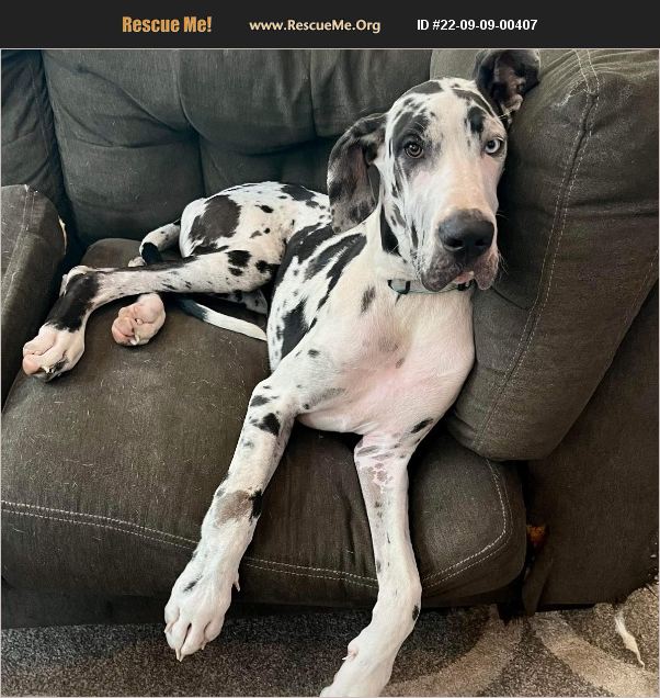 Adopt Great Dane Rescue Tampa Fl