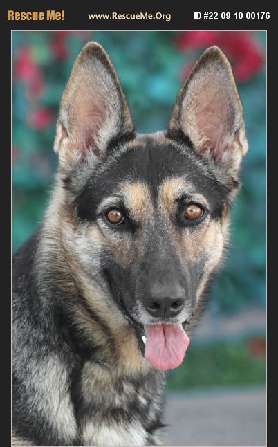 ADOPT 22091000176 ~ German Shepherd Rescue ~ Los Angeles, CA