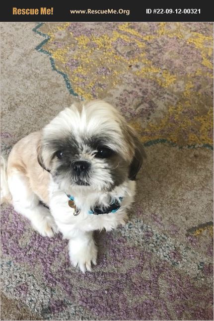ADOPT 22091200321 ~ Shih Tzu Rescue ~ Wilmington, NC