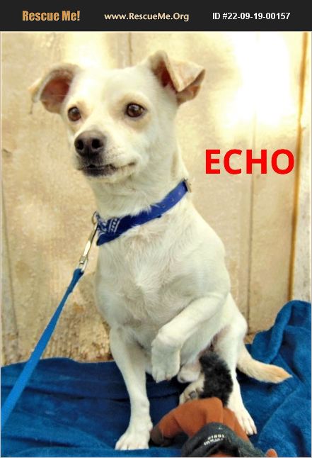 ADOPT 22091900157 ~ Chihuahua Rescue ~ Seattle, WA