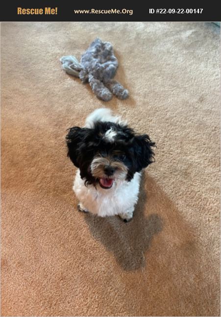 Adopt 22092200147 ~ Shih Tzu Rescue ~ Dublin Oh