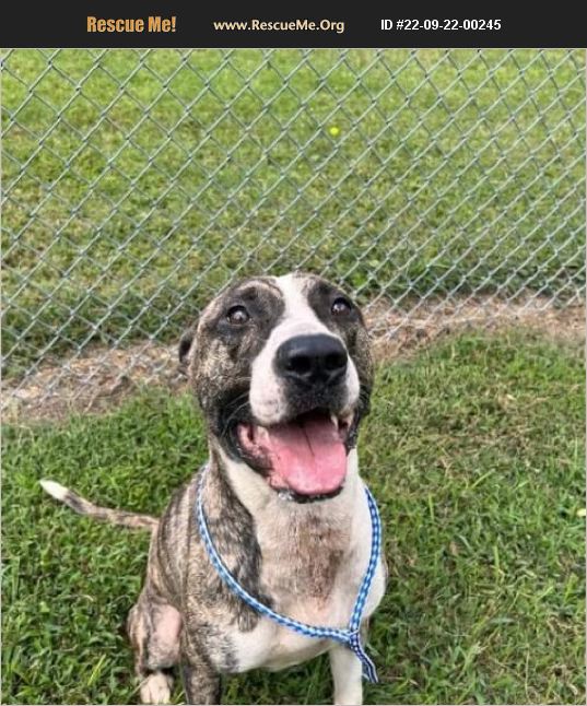 ADOPT 22092200245 American Staffordshire Terrier Rescue Conway SC