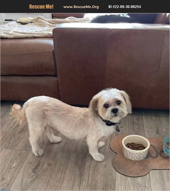 ADOPT 22093000254 ~ Lhasa Apso Rescue ~ Carlsbad, CA
