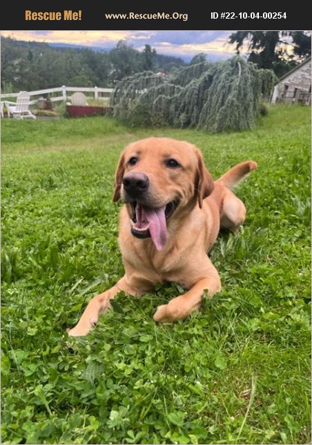 ADOPT 22100400254 ~ Lab Rescue ~ WEST LINN, OR