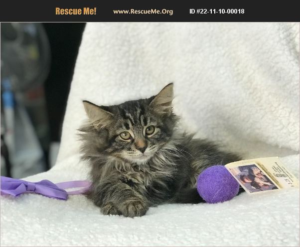 Adopt 22111000018 ~ Maine Coon Rescue ~ Montclair Ca