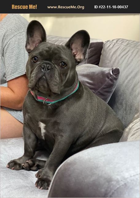 ADOPT 22111000437 ~ French Bulldog Rescue ~ Columbia, SC