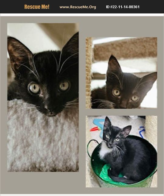 ADOPT 22111400361 ~ Domestic Cat Rescue ~ Glendale, AZ