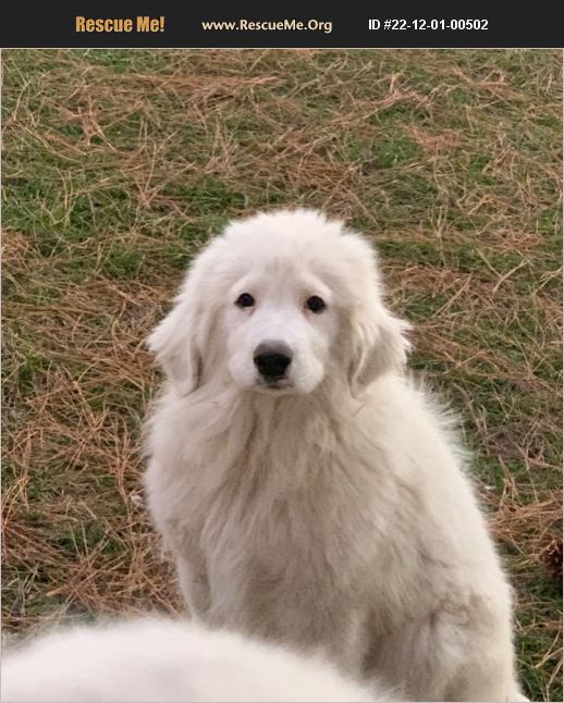 Nc Great Pyrenees Rescue