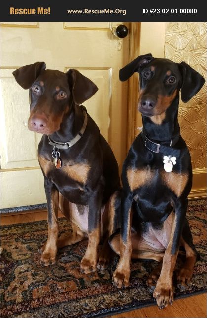 ADOPT 23020100080 ~ Doberman Pinscher Rescue ~ Coeur d Alene, ID