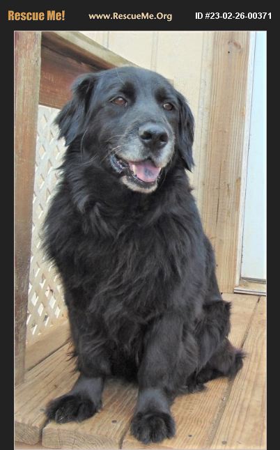Flat Coat Retriever Rescue