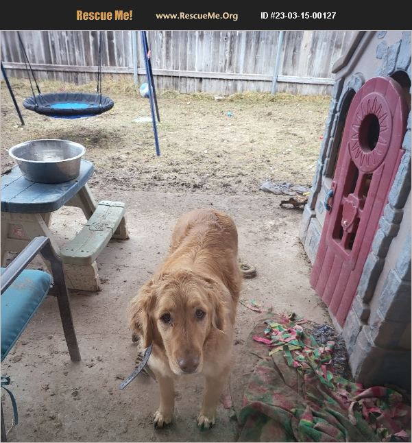 ADOPT 23031500127 ~ Golden Retriever Rescue ~ Boise, ID