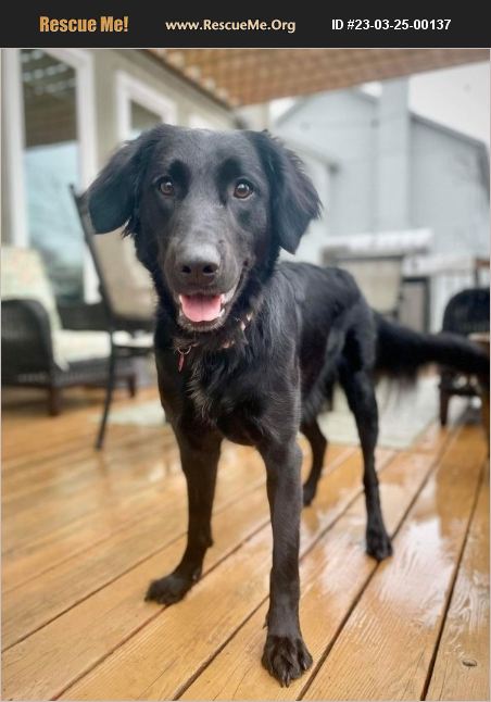 Flat Coat Retriever Rescue