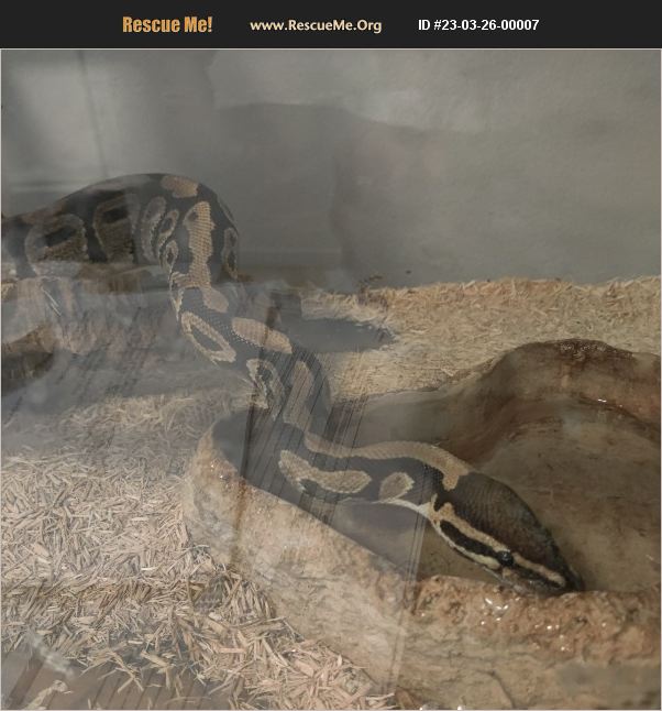 ADOPT 23032600007 ~ Reptile/Amphibian Rescue ~ Agoura Hills, CA