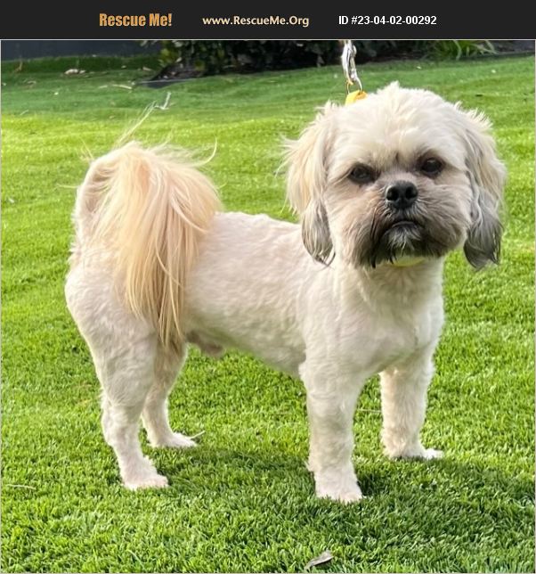 ADOPT 23040200292 ~ Lhasa Apso Rescue ~ Carlsbad, CA