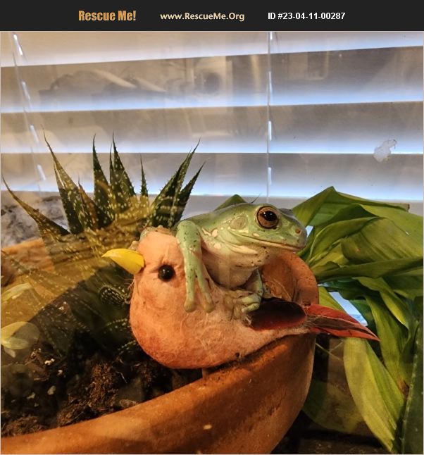 ADOPT 23041100287 Reptile Amphibian Rescue Bellevue WA