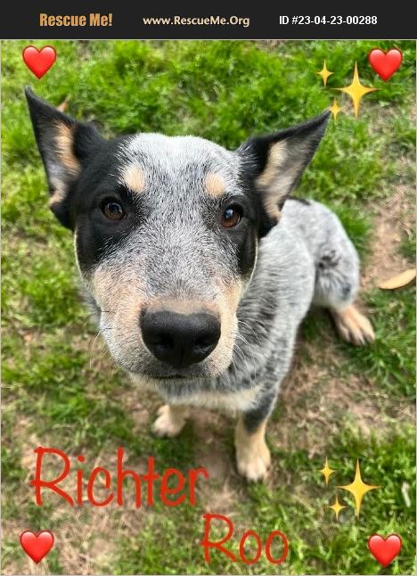 Cattle Dog Rescue Colorado