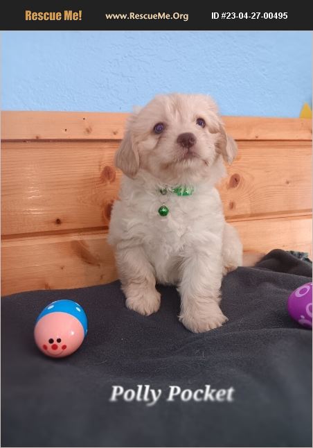 ADOPT 23042700495 ~ Cocker Spaniel Rescue ~ San Bernardino, CA