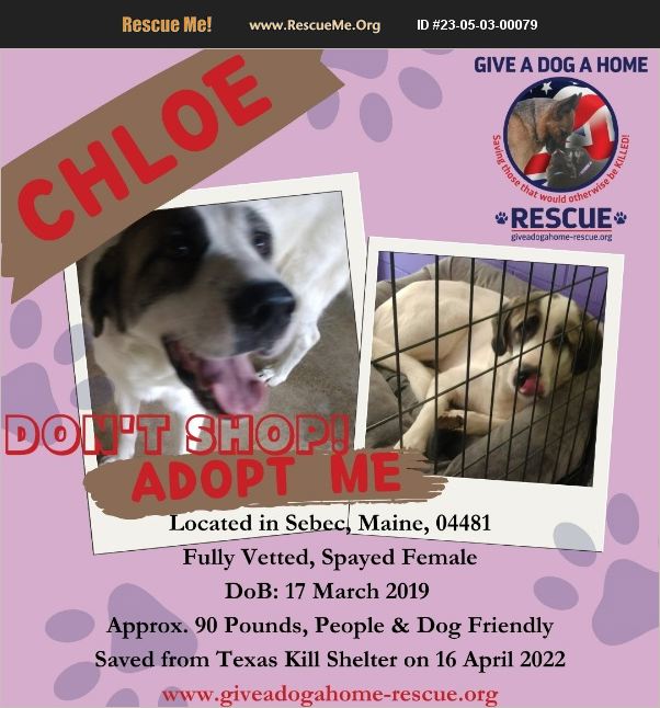 ADOPT 23050300079 ~ Great Pyrenees Rescue ~ Sebec, ME